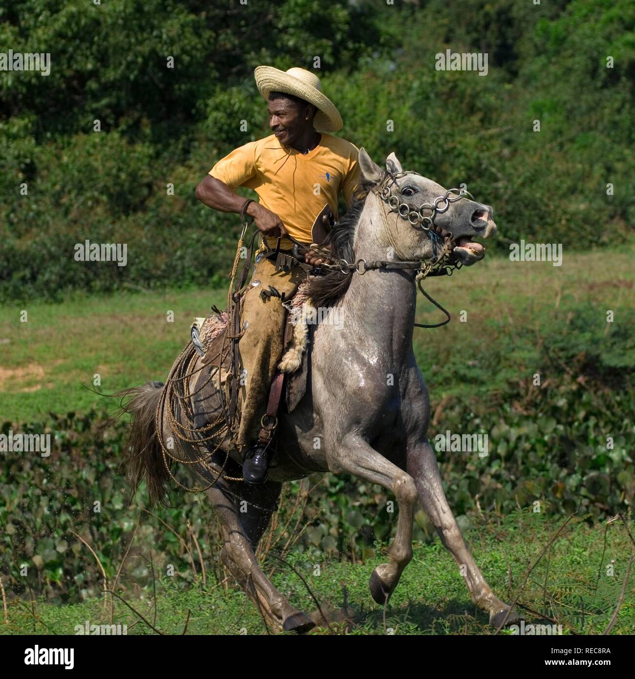 Pantanal cowboy galloping through the prairie, Pantanal, Brazil Stock ...