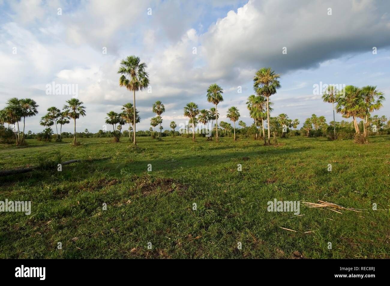 Caranday Wax Palm Trees (Copernicia alba), Pantanal, UNESCO World ...