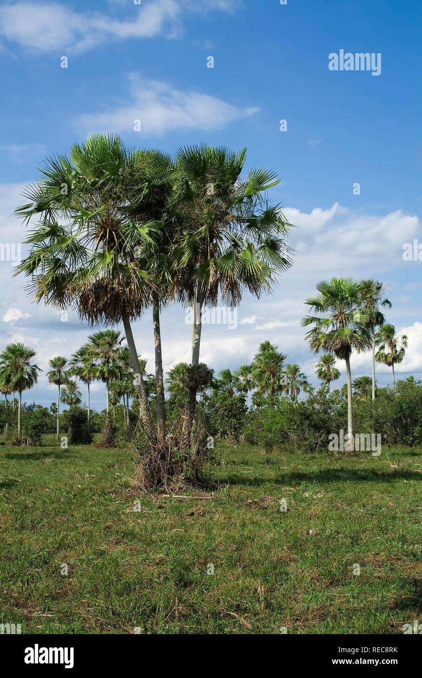 Caranday Wax Palm Trees (Copernicia alba), Pantanal, UNESCO World ...