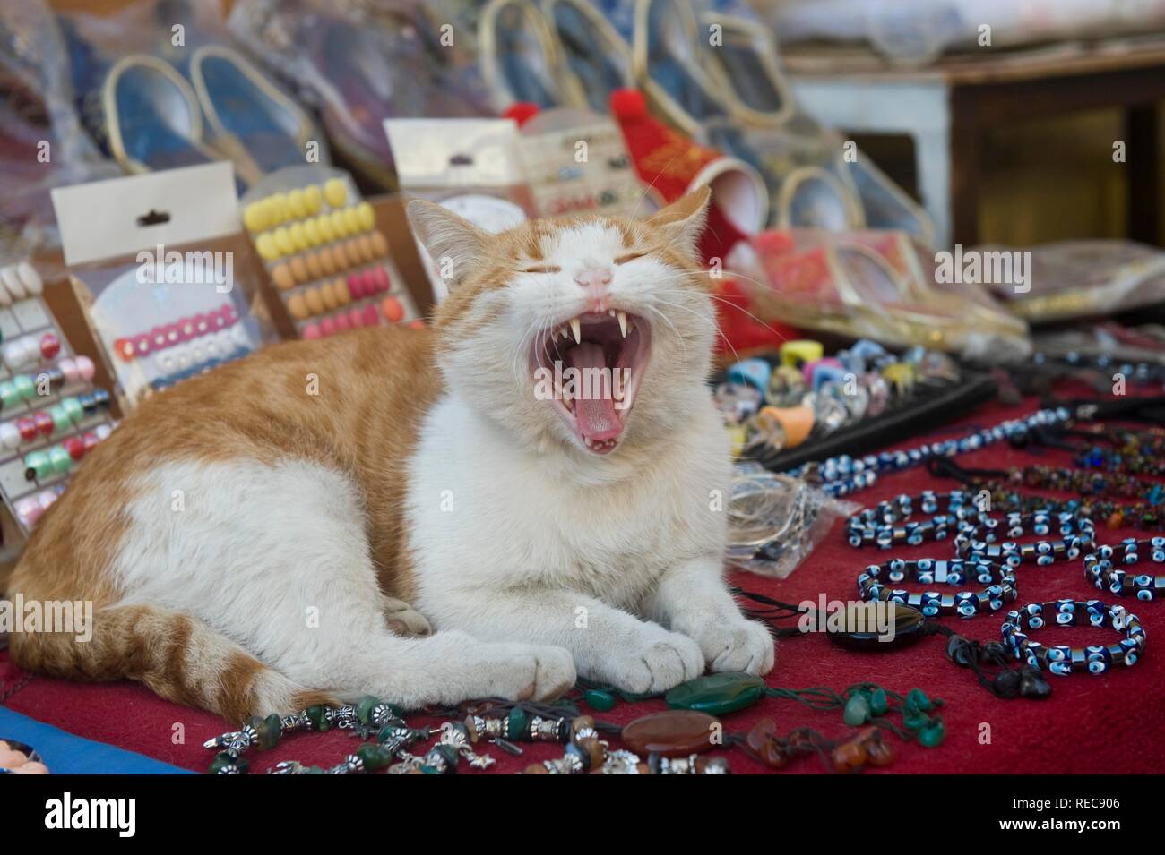 Cat merchant hi-res stock photography and images - Alamy