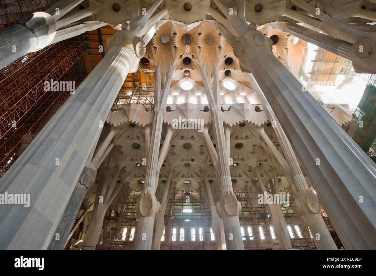 Tree-shaped columns and vault, La Sagrada Família or Expiatory Temple ...