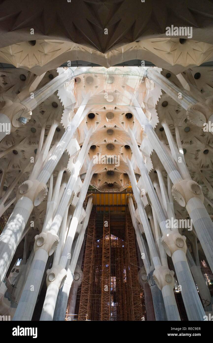 Tree-shaped columns and vault, La Sagrada Família or Expiatory Temple ...