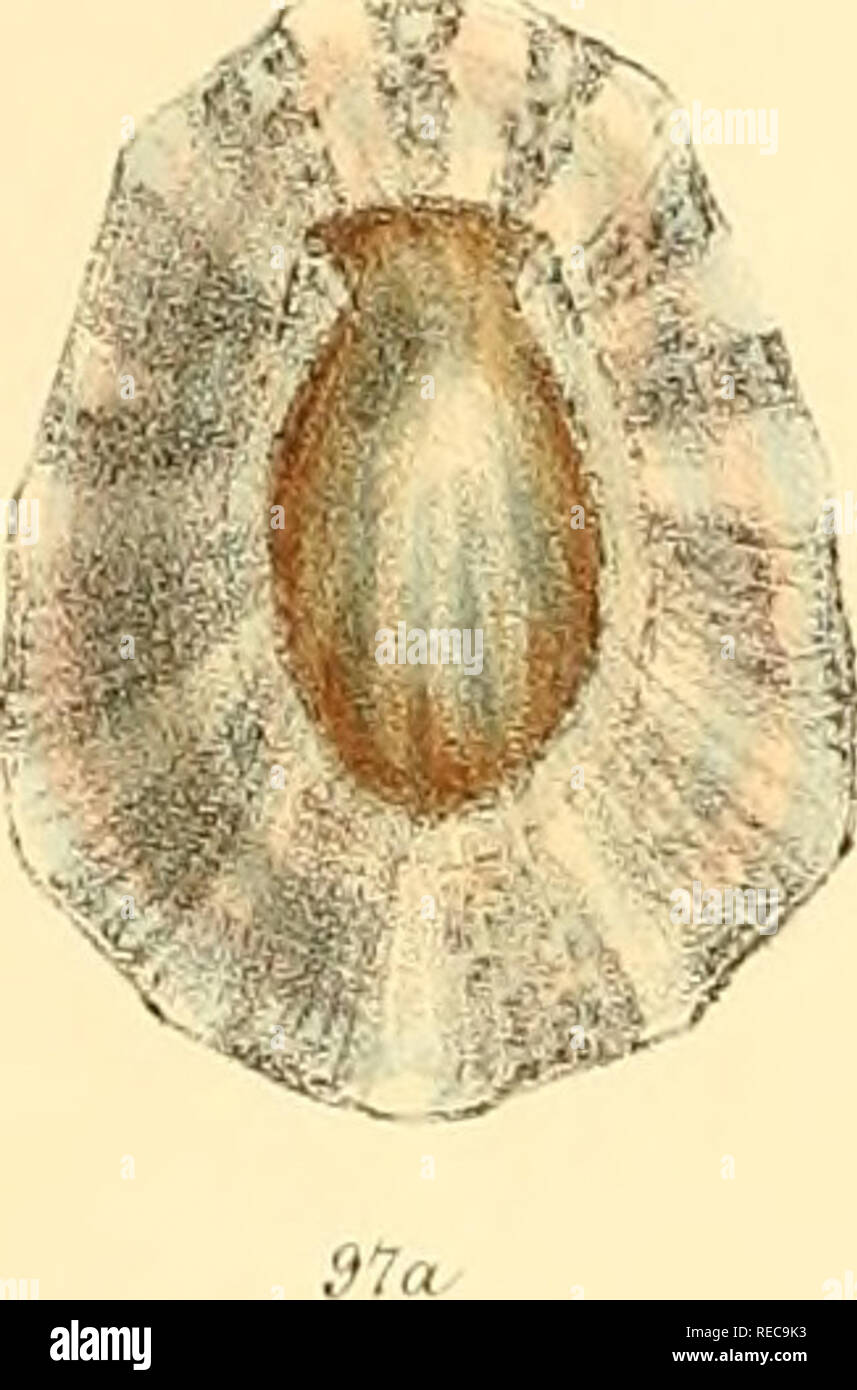 188 shells hi-res stock photography and images - Alamy