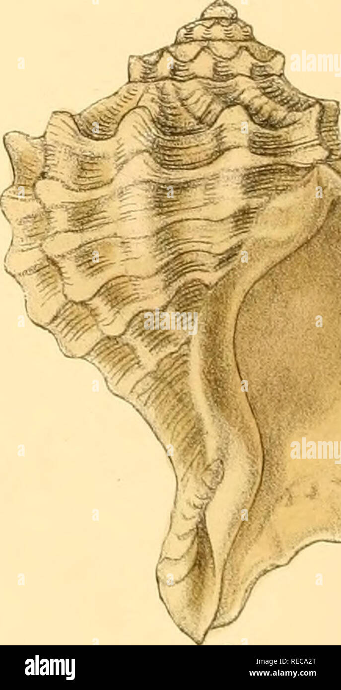 188 shells hi-res stock photography and images - Alamy