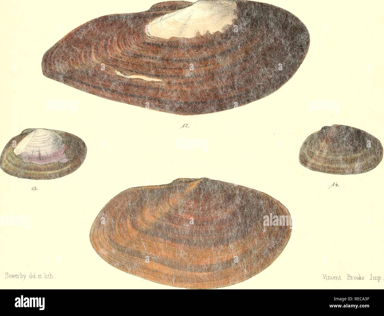 . Conchologia iconica, or, Illustrations of the shells of molluscous ...