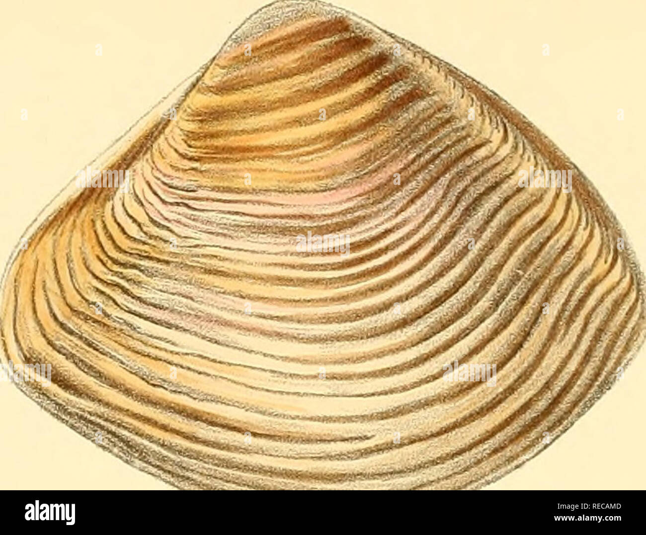 . Conchologia iconica, or, Illustrations of the shells of molluscous ...