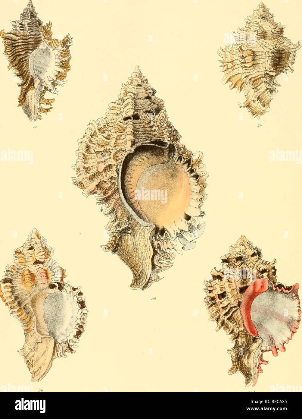 Scalp shells hi-res stock photography and images - Alamy