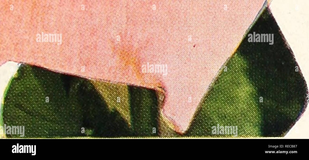 . The Conard-Pyle Co. : star rose growers [autumn 1930]. Rose culture ...