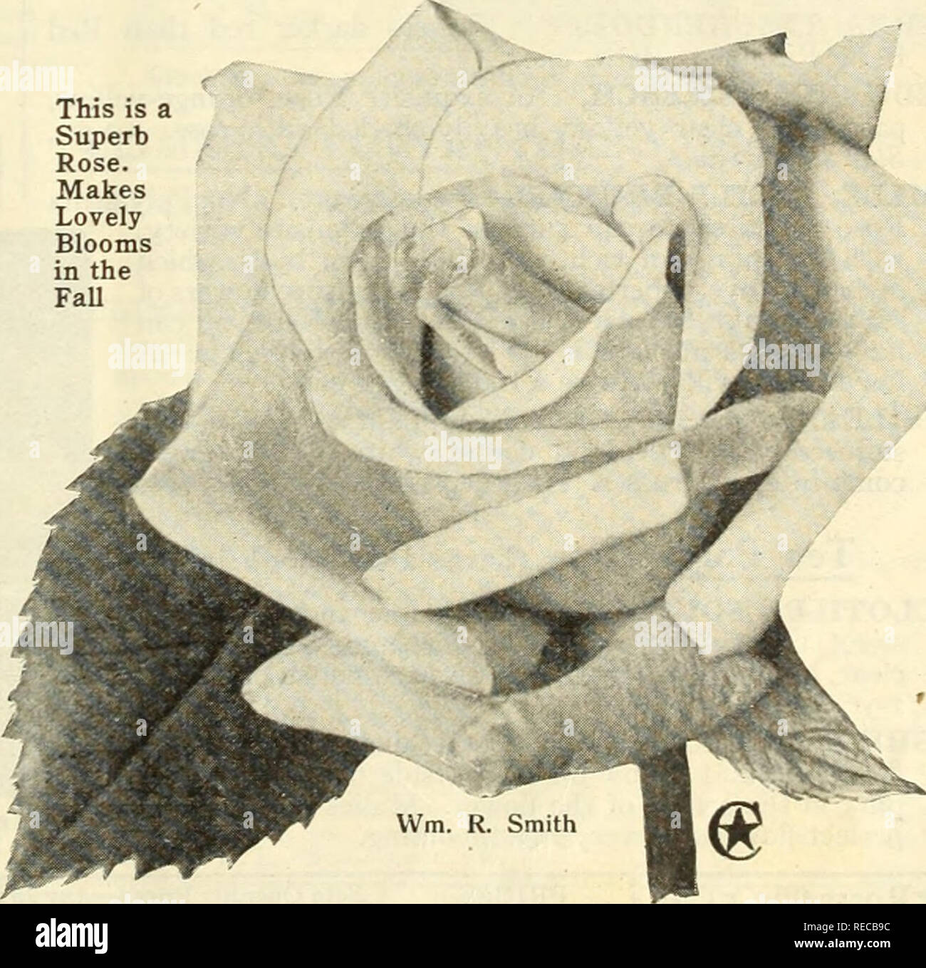 Almost like roses hi-res stock photography and images - Alamy