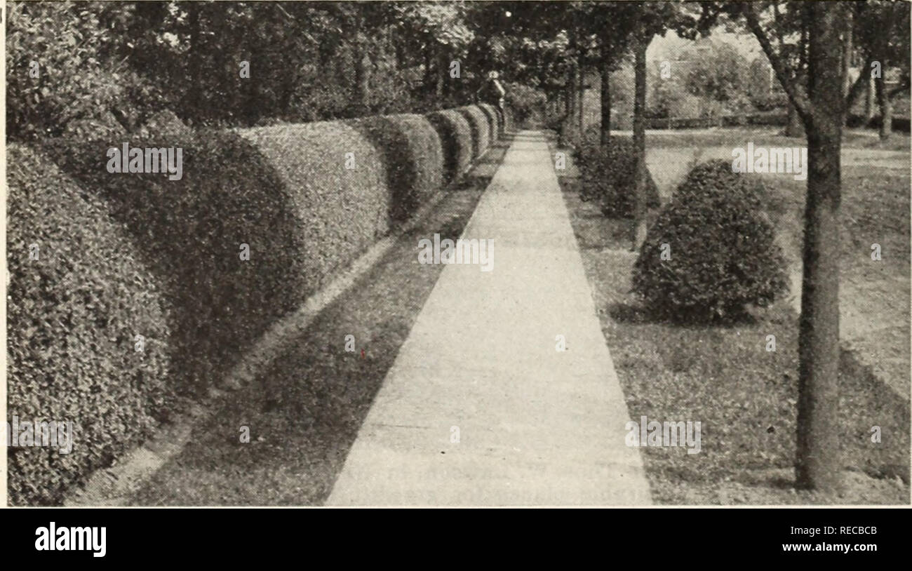 Cattle Proof Hedge High Resolution Stock Photography and Images - Alamy