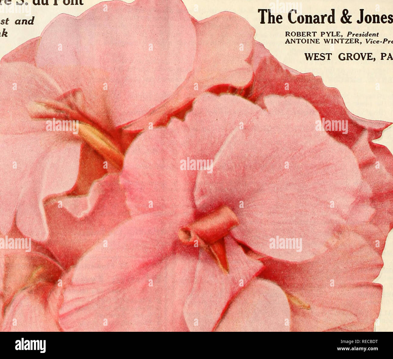 . The Conard & Jones Co. roses 1923. Rose culture; Roses; Fruit Seeds ...