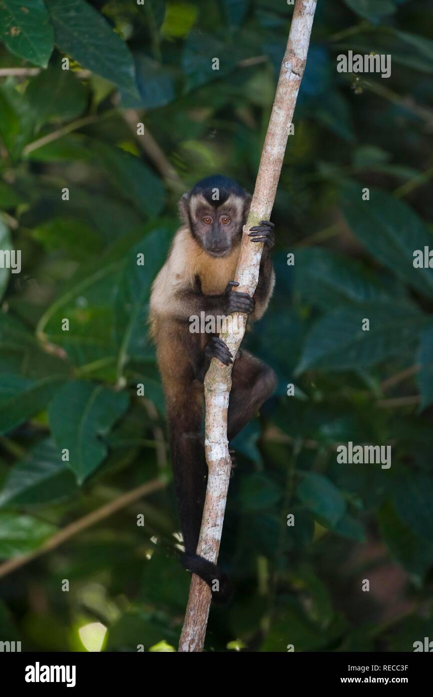 Brown Capuchin Tufted Capuchin Cebus High Resolution Stock Photography ...