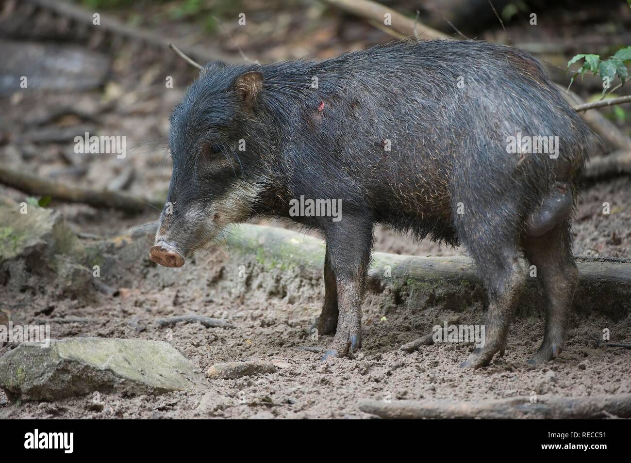 White-lipped Peccary (Tayassu pecari), Alta Floresta, Mato Grosso ...
