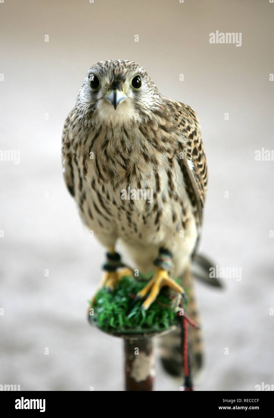 Falcon shop hi-res stock photography and images - Alamy
