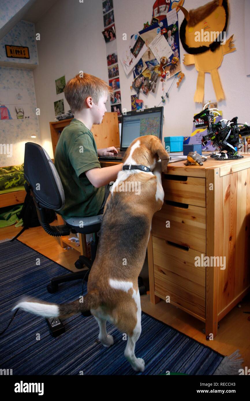 Boy, 11, working with his computer at home in his bedroom at a desk ...