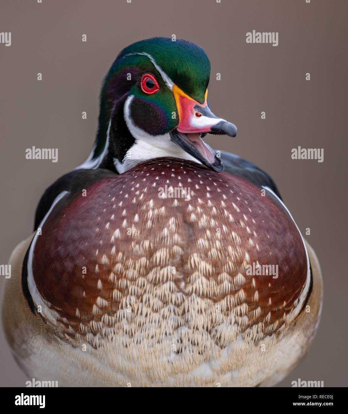 Male Drake Wood Duck Stock Photo - Alamy