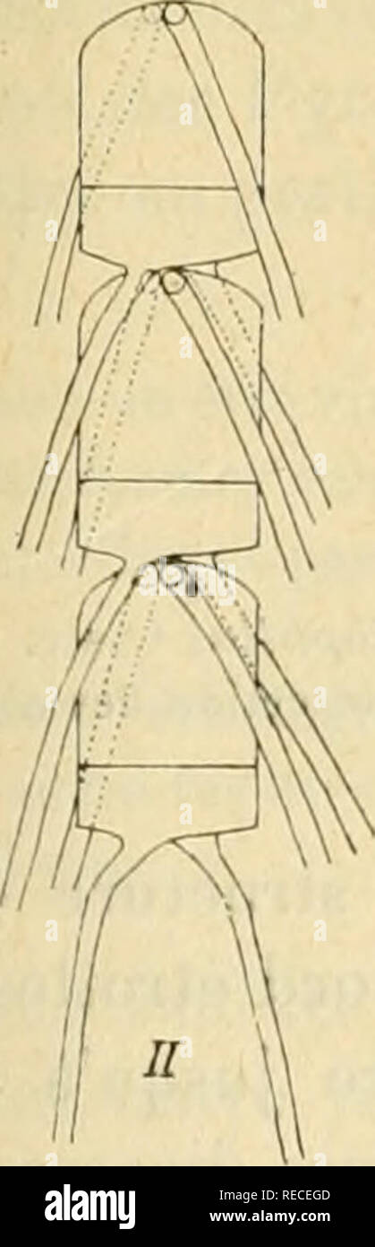 Section de cornes hi-res stock photography and images - Alamy