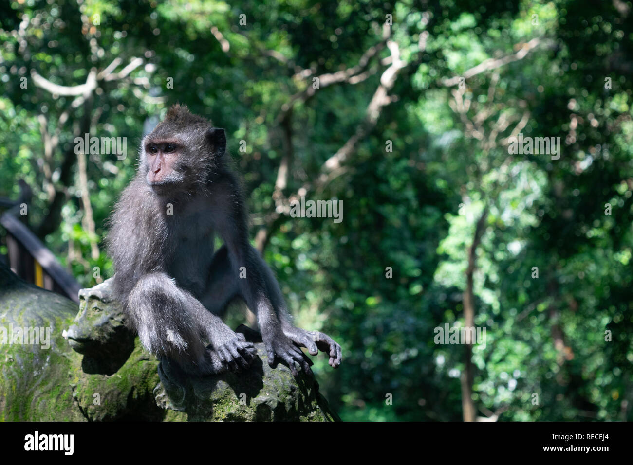 Monkeying around hi-res stock photography and images - Alamy