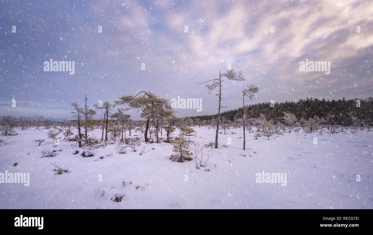 Snow covered swamp in Finnish national park Stock Photo - Alamy