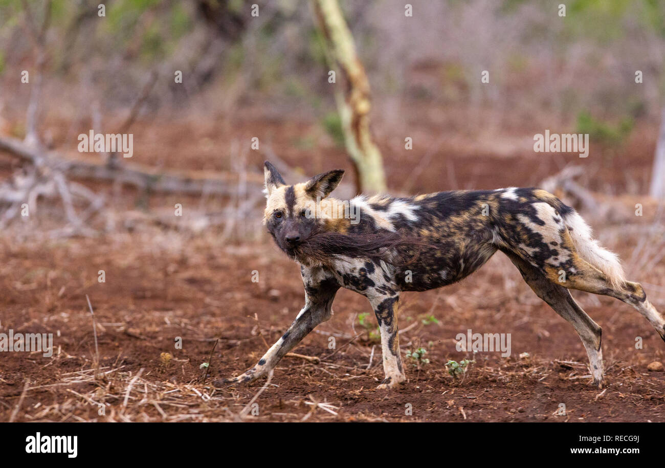 Wolf chase safari hi-res stock photography and images - Alamy