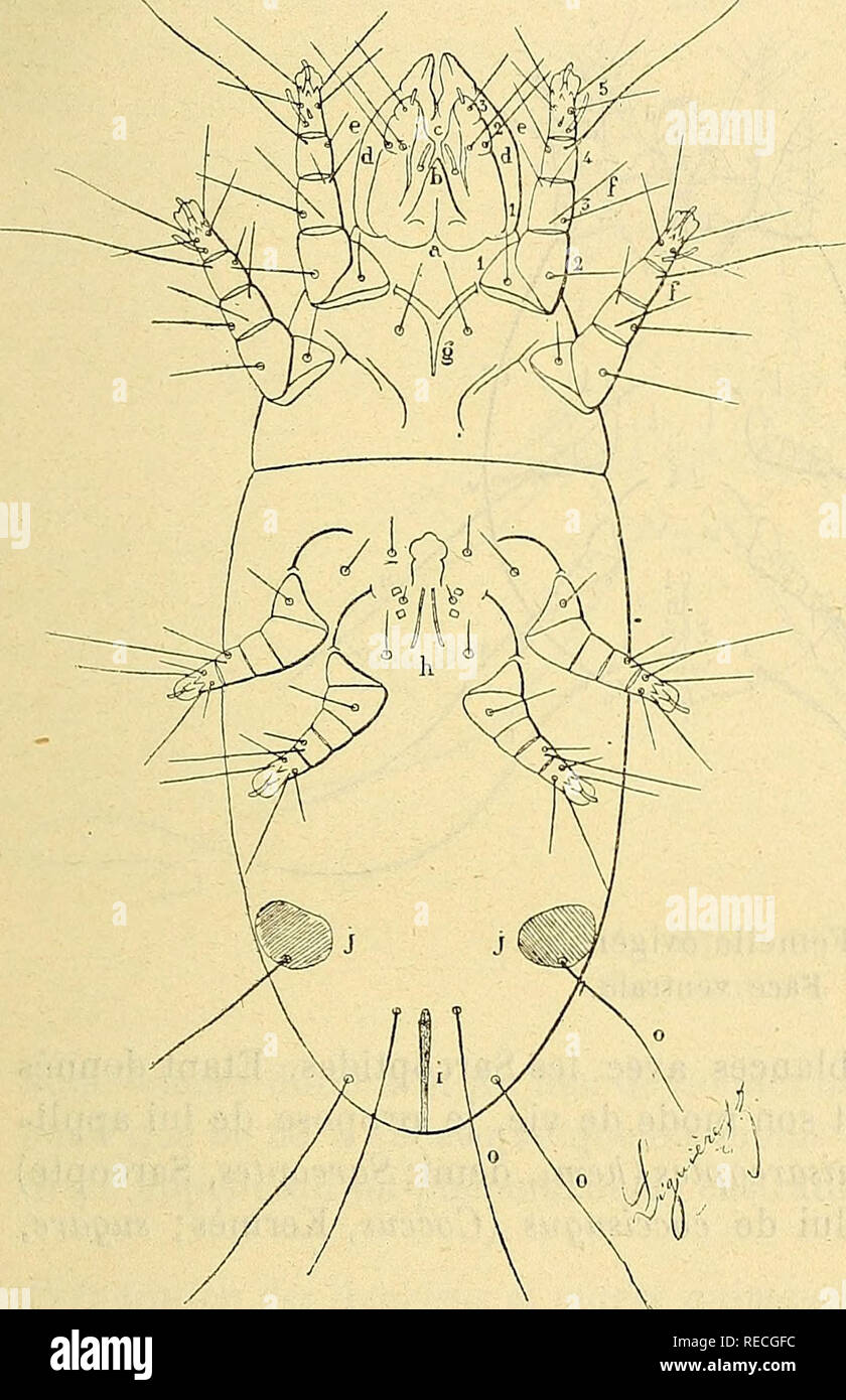 Octopode hi-res stock photography and images - Alamy