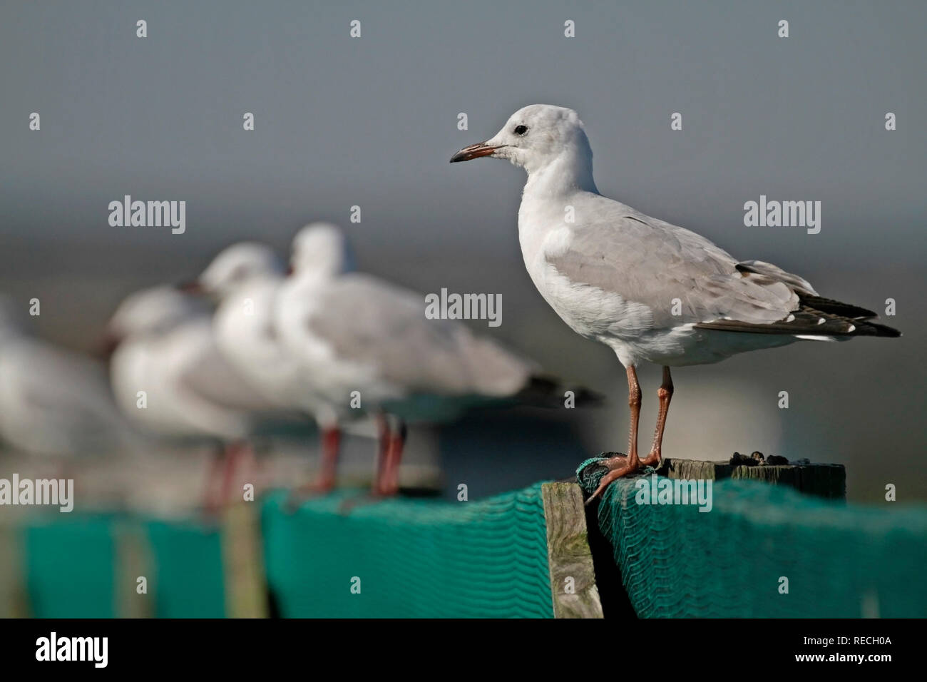 King of gulls hi-res stock photography and images - Alamy