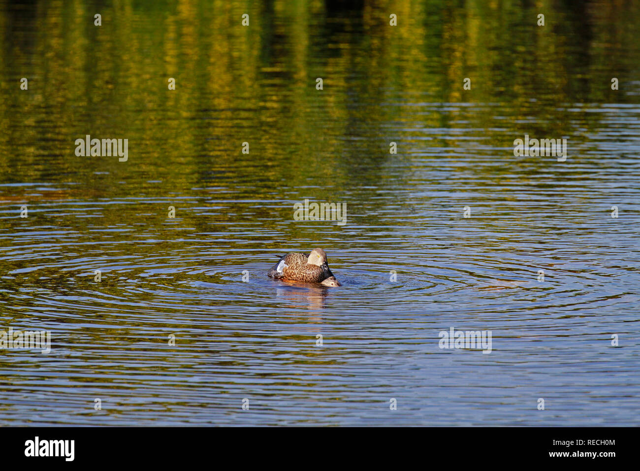 Mating Cape shoveler or Cape shoveller (Spatula smithii) pair in the ...