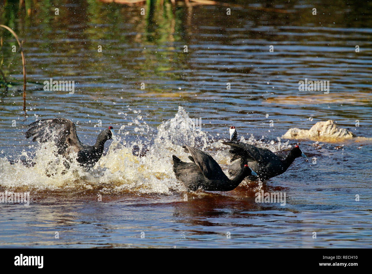 Red-knobbed coots or crested coots, (Fulica cristata) in the West Coast ...