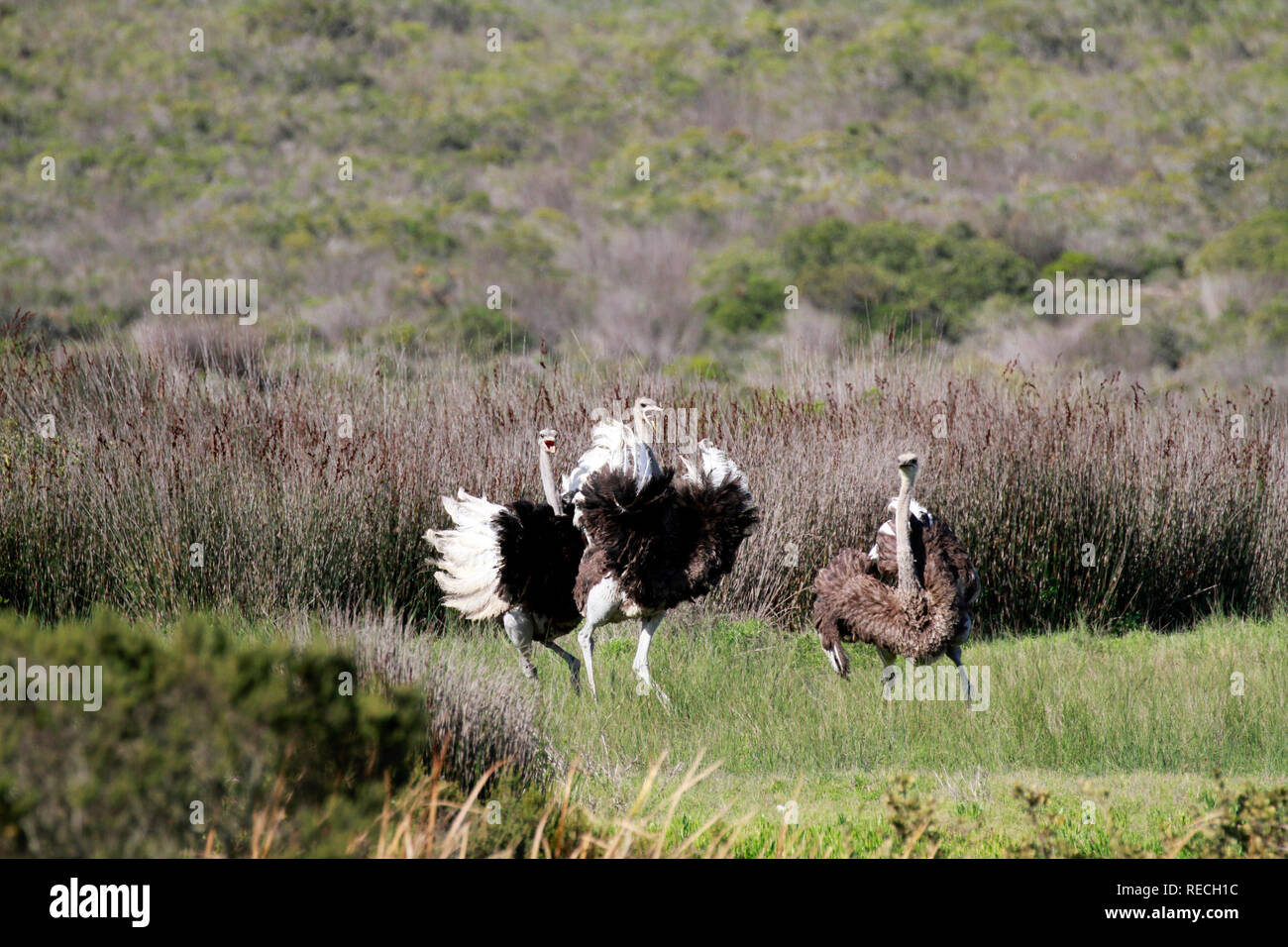 South African ostrich(Struthio camelus australis),black-necked ostrich ...