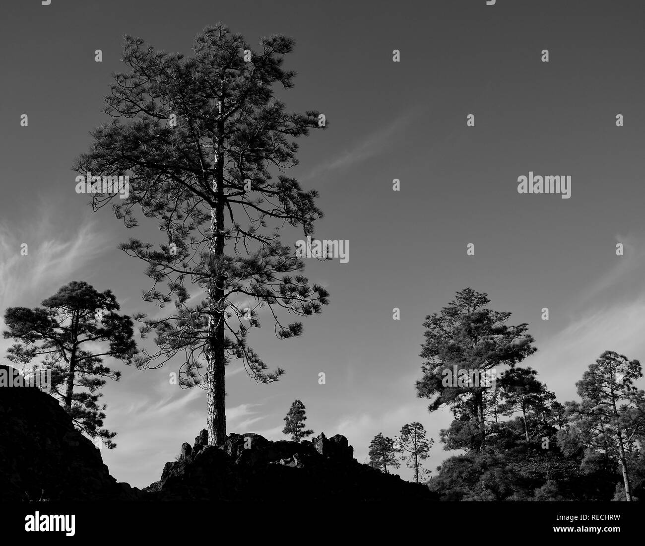 Biodiversity spain Black and White Stock Photos & Images - Alamy