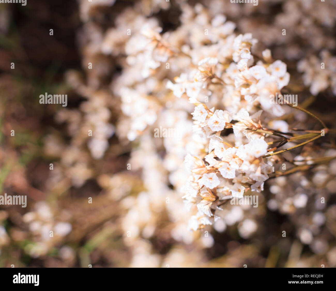 White Innocent Airy Limonium (sea lavender, statice, caspia, marsh ...