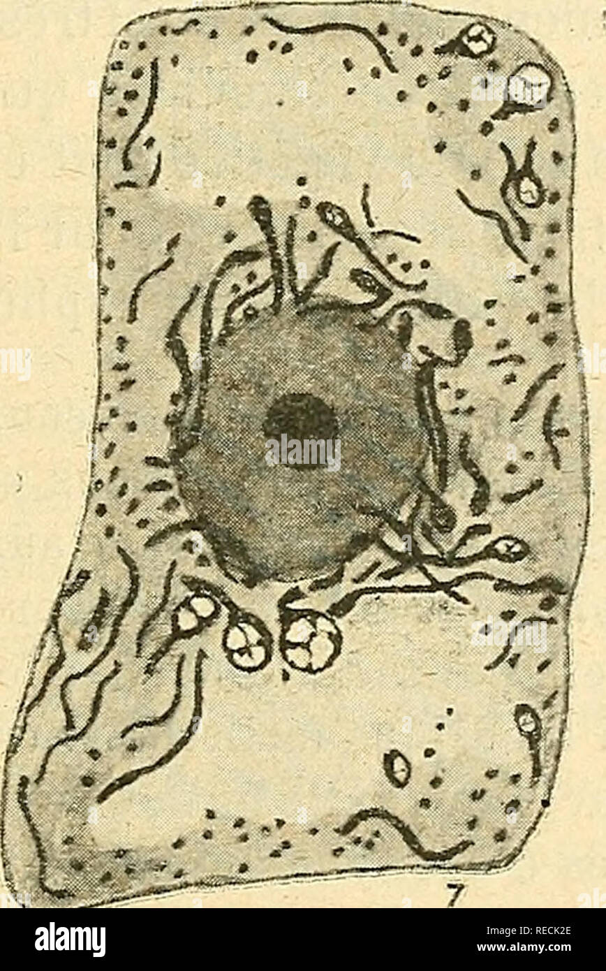 Cellule de pomme de terre hi-res stock photography and images - Alamy