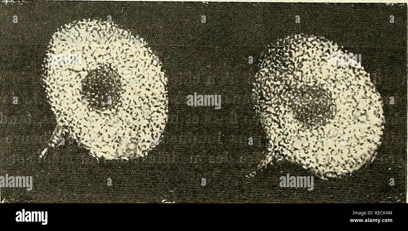 Cellule biologie hi-res stock photography and images - Alamy