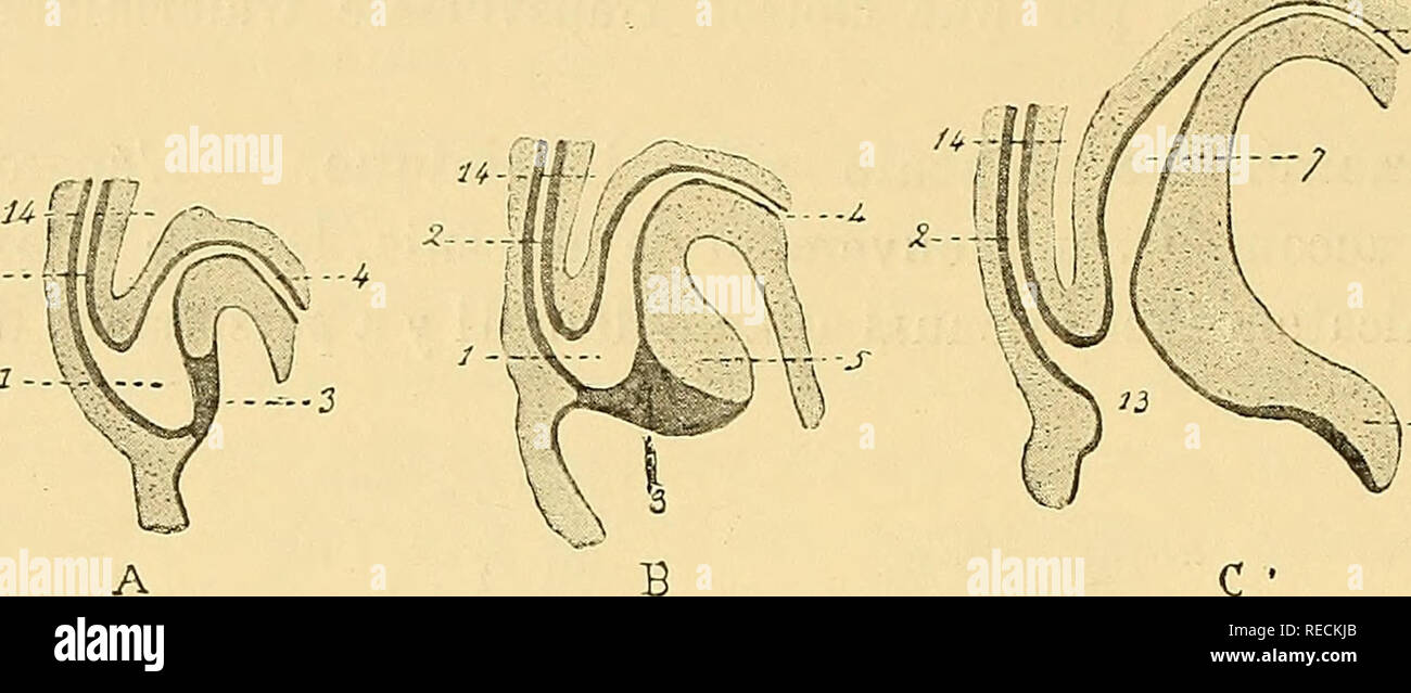 Cas humain hi-res stock photography and images - Alamy