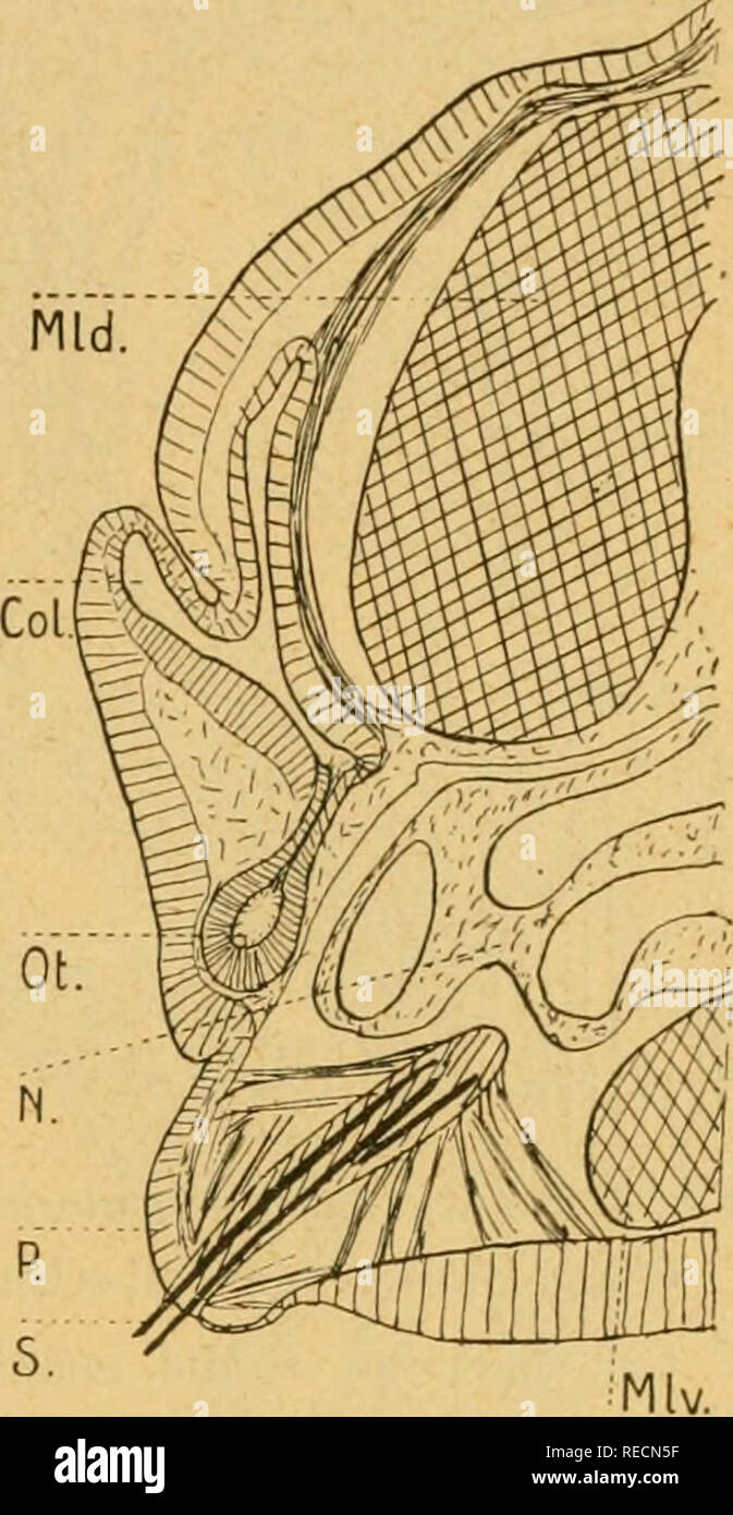 Ussie hi-res stock photography and images - Alamy