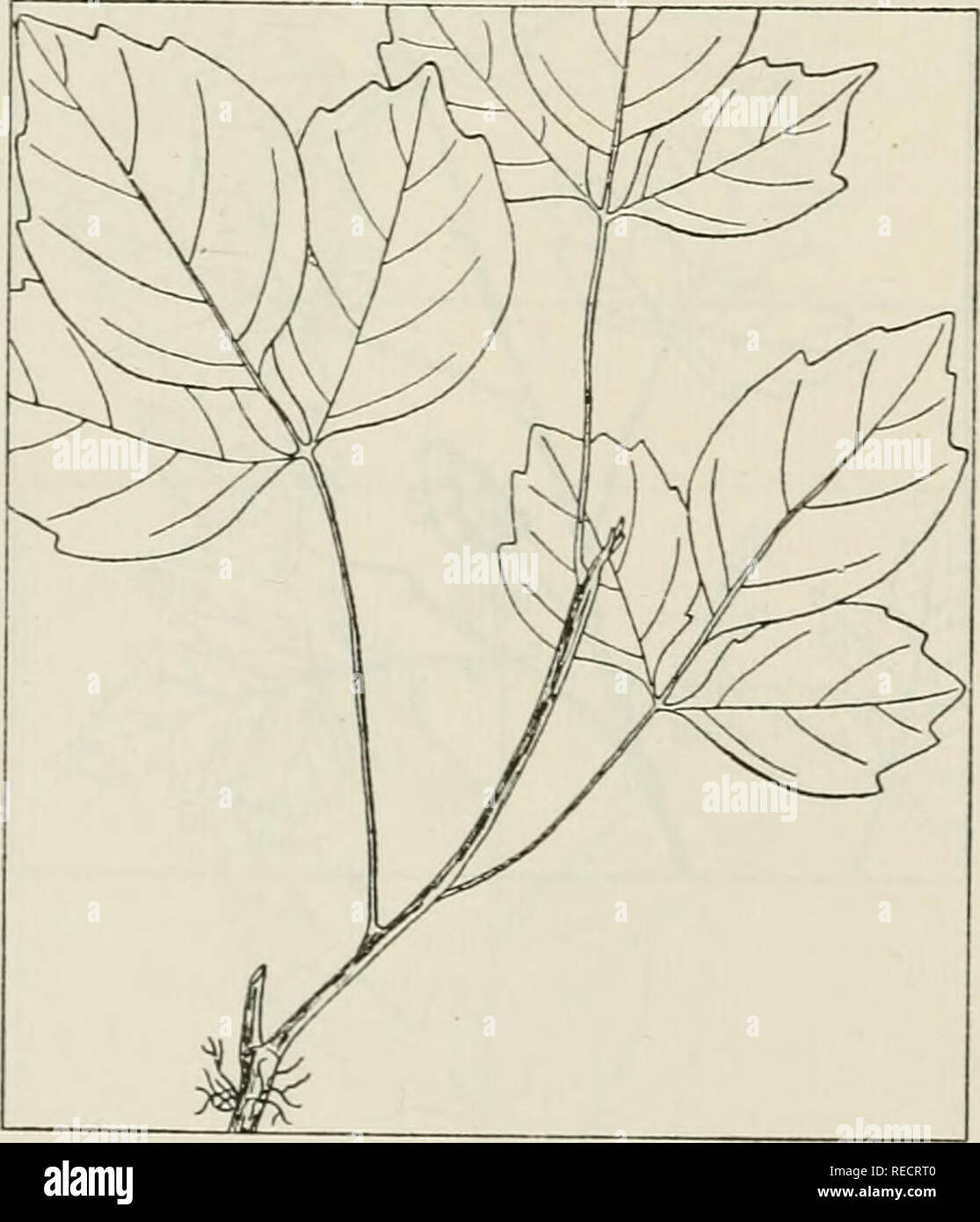 Rhus glabra botany hi-res stock photography and images - Alamy