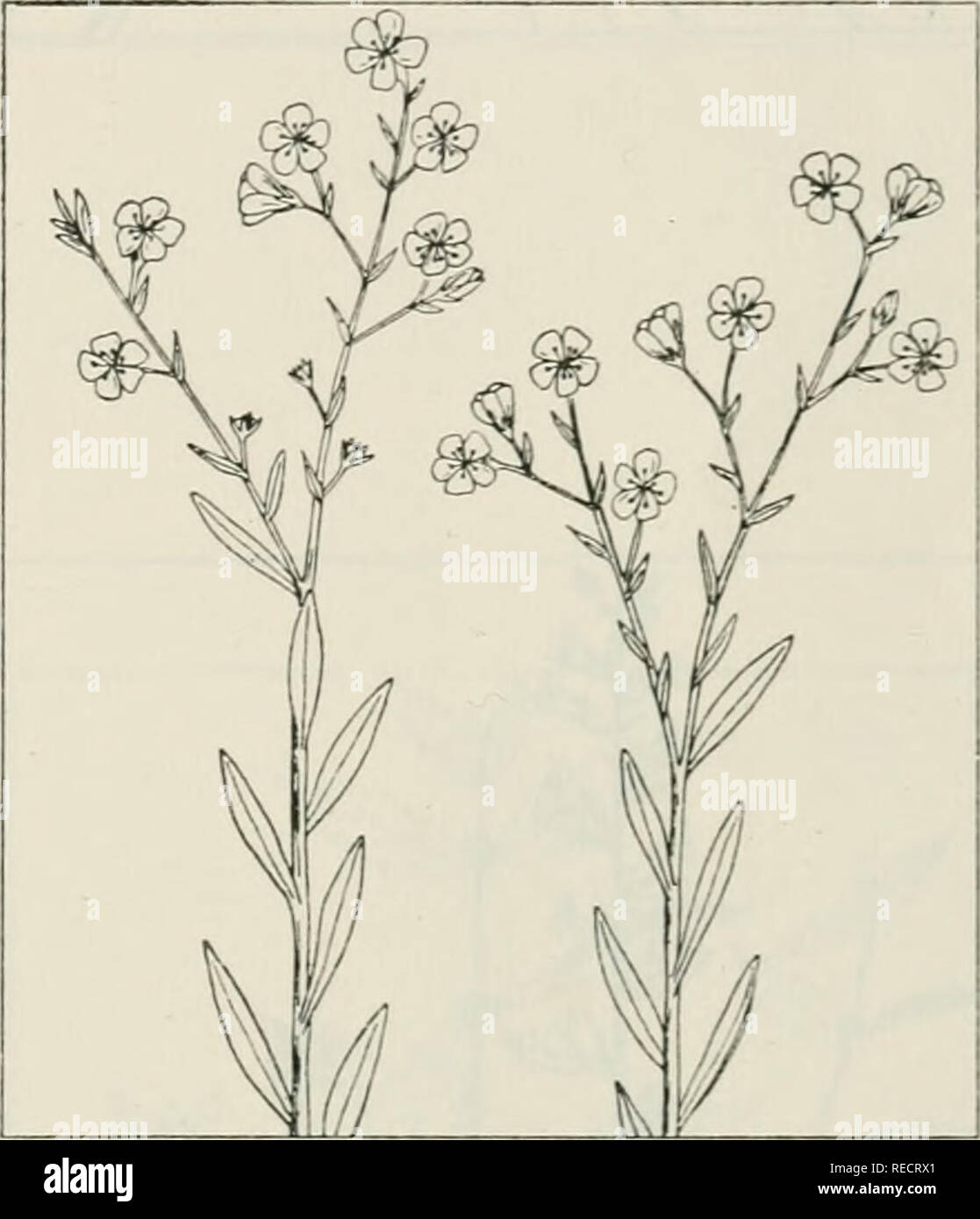 Linamarin hi-res stock photography and images - Alamy