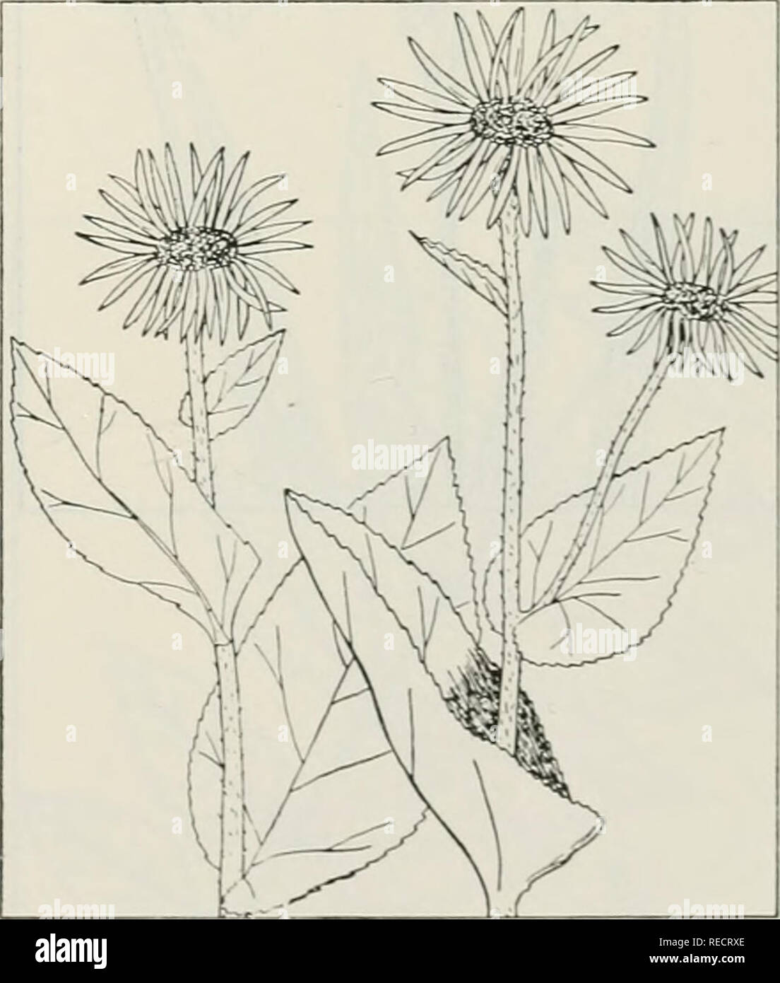 . The drug plants of Illinois. Botany, Medical; Botany. INULA HELENIUM ...