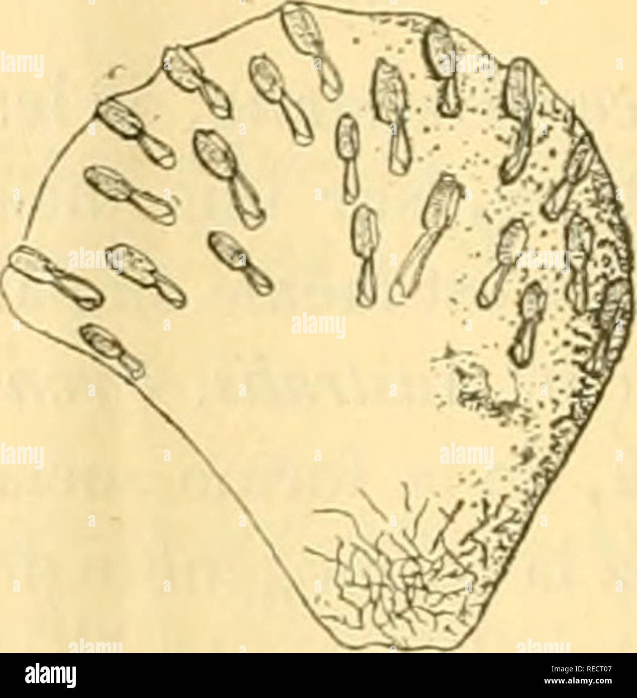 Cormus hi-res stock photography and images - Alamy
