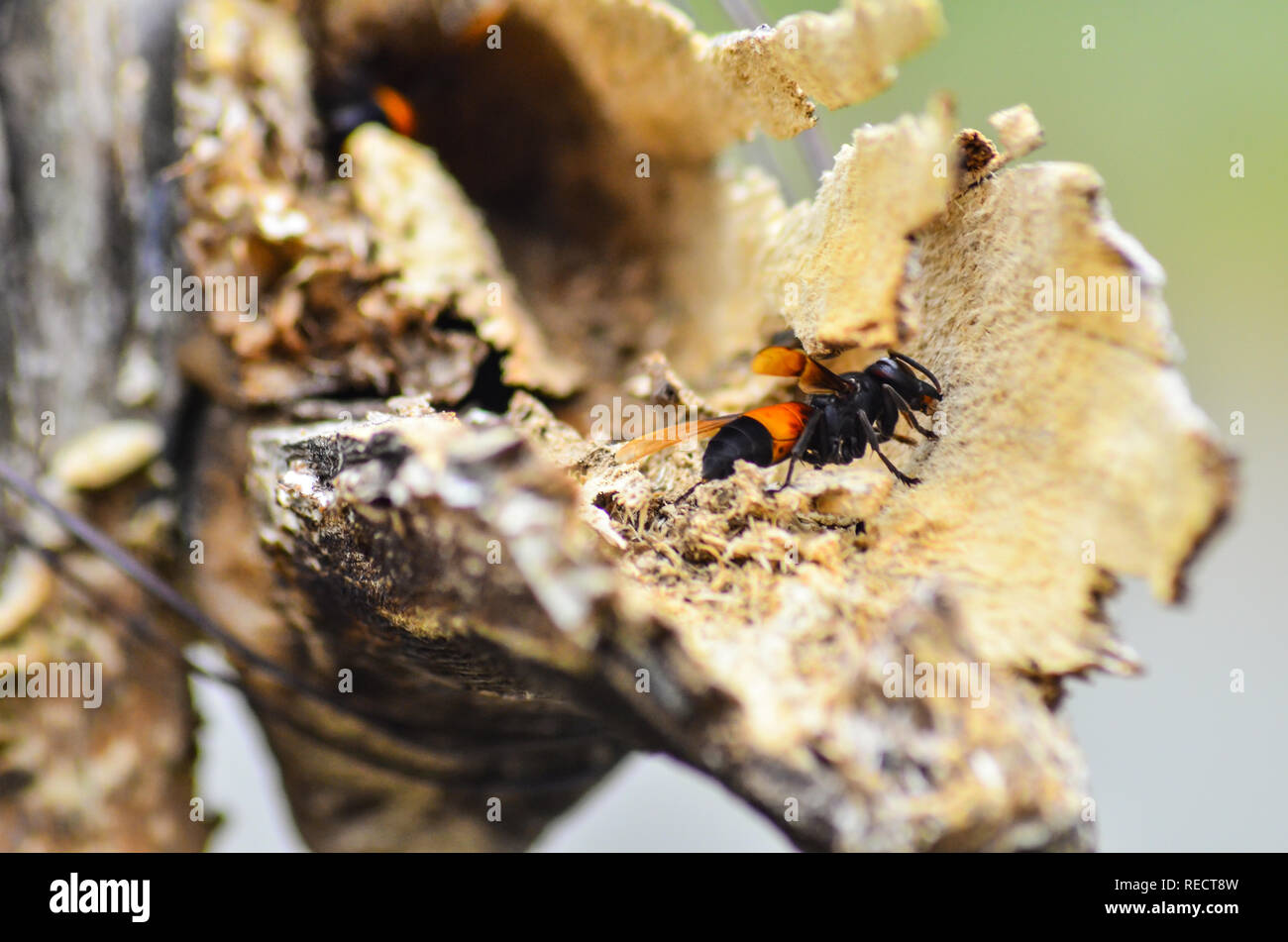 Wasp Nest Material High Resolution Stock Photography and Images - Alamy
