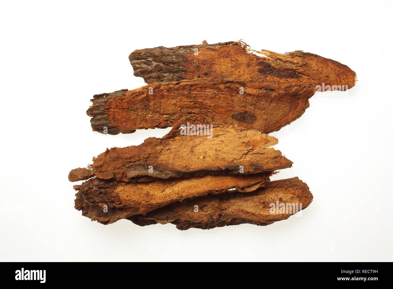 Dried roots of the medicinal plant Japanese Teasel (Dipsacus japonicus ...