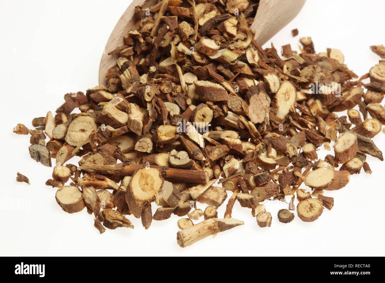 Medicinal plant Hare's Ear or Thorow-Wax (Bupleurum falcatum chinese ...