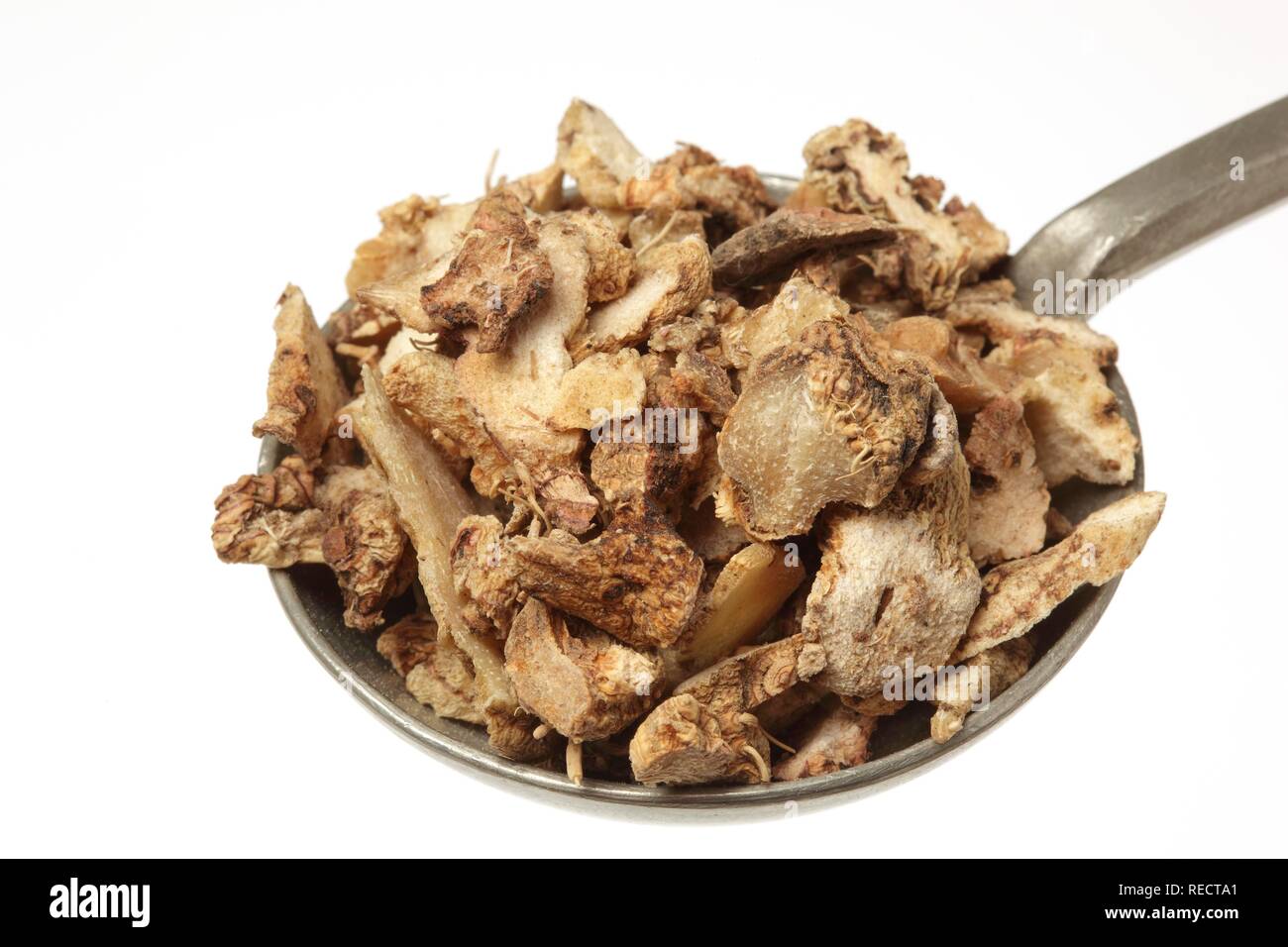 Medicinal plant Bletilla, Striped Chinese Orchid, Japanese Orchid ...