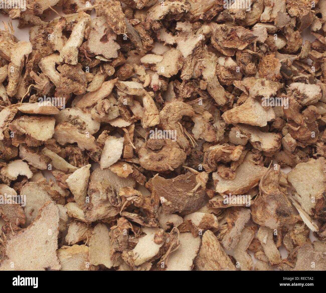 Medicinal plant Bletilla, Striped Chinese Orchid, Japanese Orchid ...