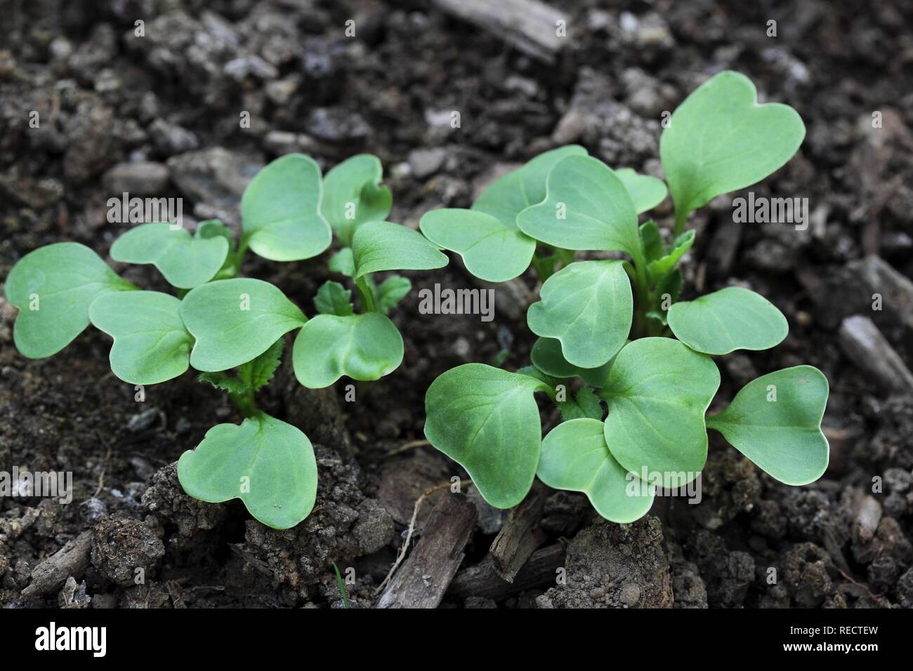 Sprouting crops hi-res stock photography and images - Alamy