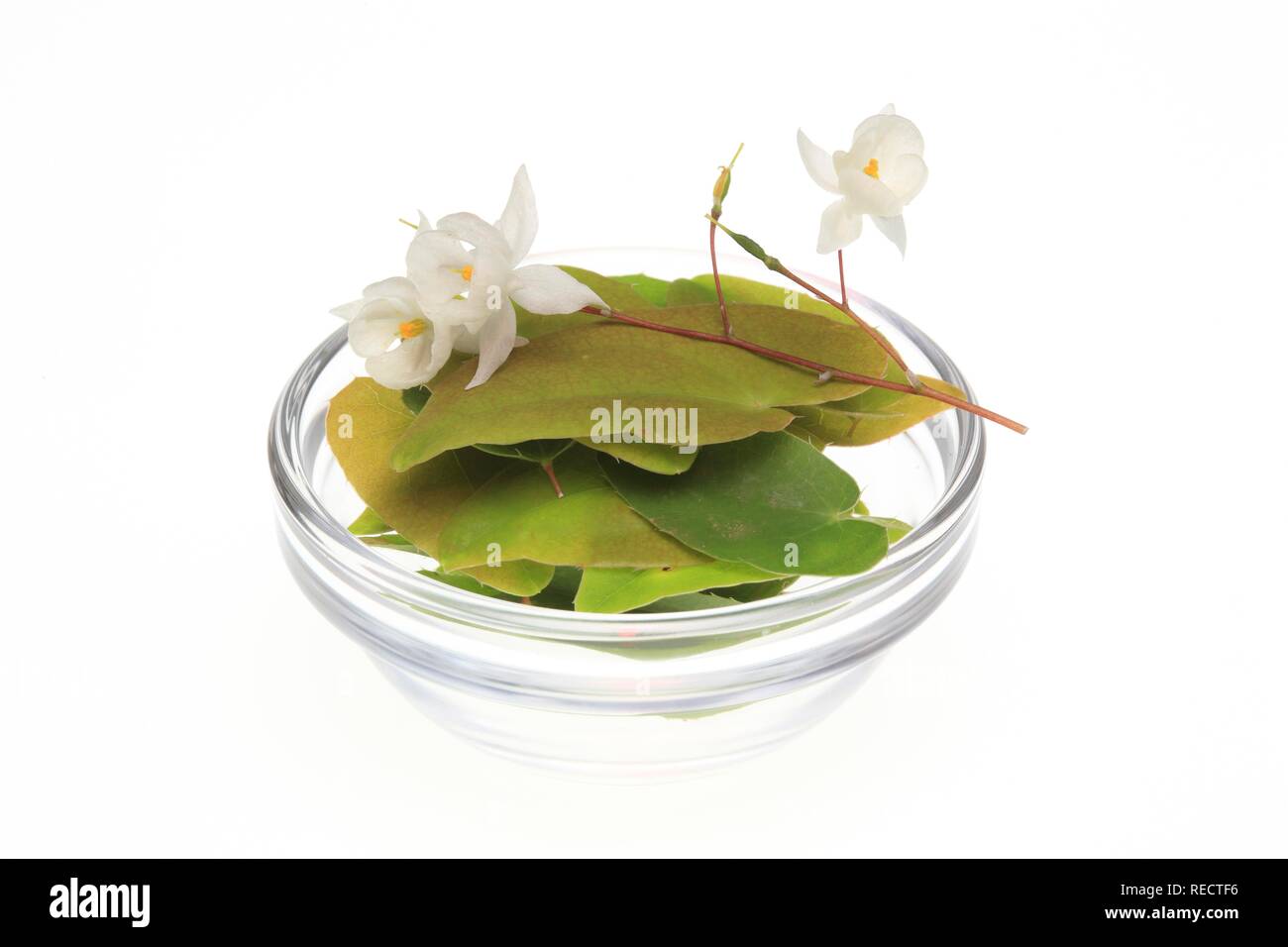 Medicinal plant and aphrodisiac Horny Goat Weed (Epimedium grandiflorum ...