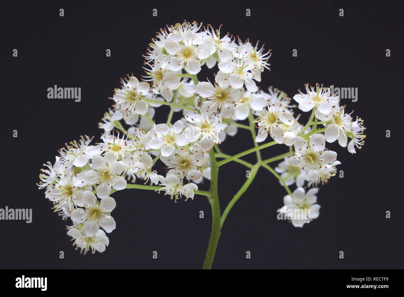 Wild service tree sorbus torminalis hi-res stock photography and images ...