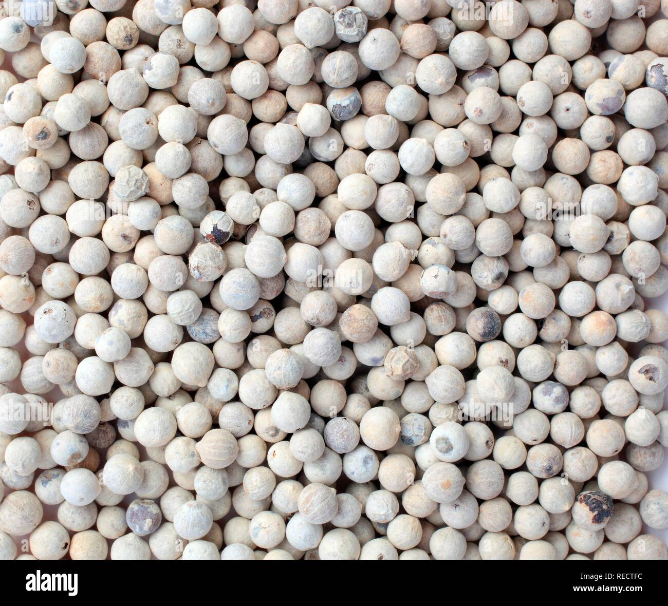 White pepper (Piper nigrum), peeled ripe pepper Stock Photo - Alamy