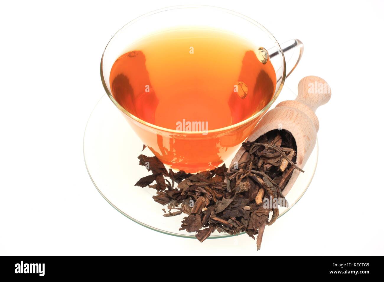 Herbal tea made of dried leaves of the medicinal plant common Dyer's ...