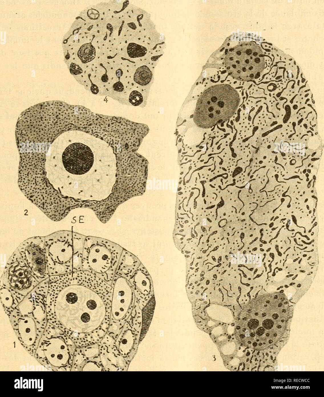 Sac embryonnaire lilium hi-res stock photography and images - Alamy